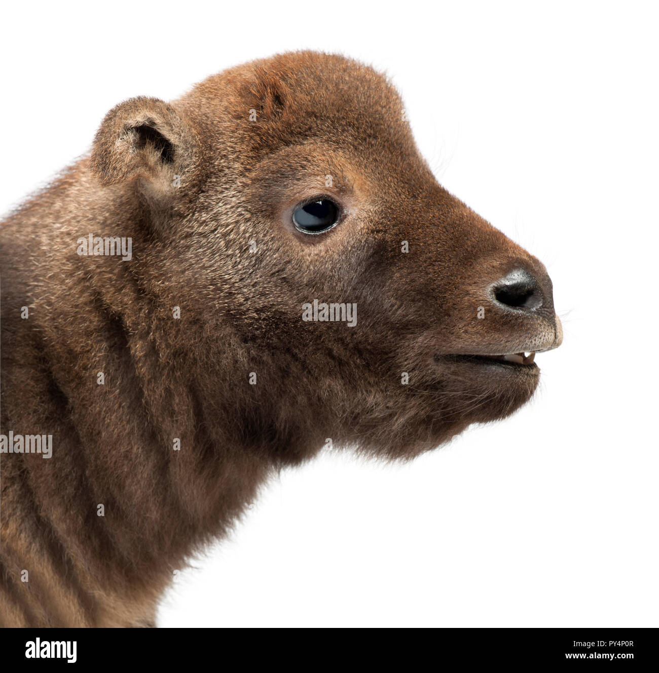 Mishmi Takin, Budorcas taxicolor taxicol, also called Cattle Chamois or ...