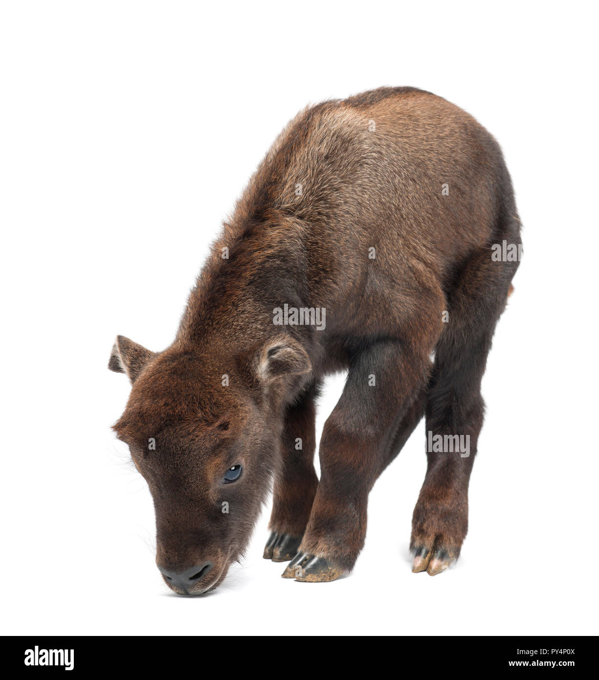 Mishmi Takin, Budorcas taxicolor taxicol, also called Cattle Chamois or ...