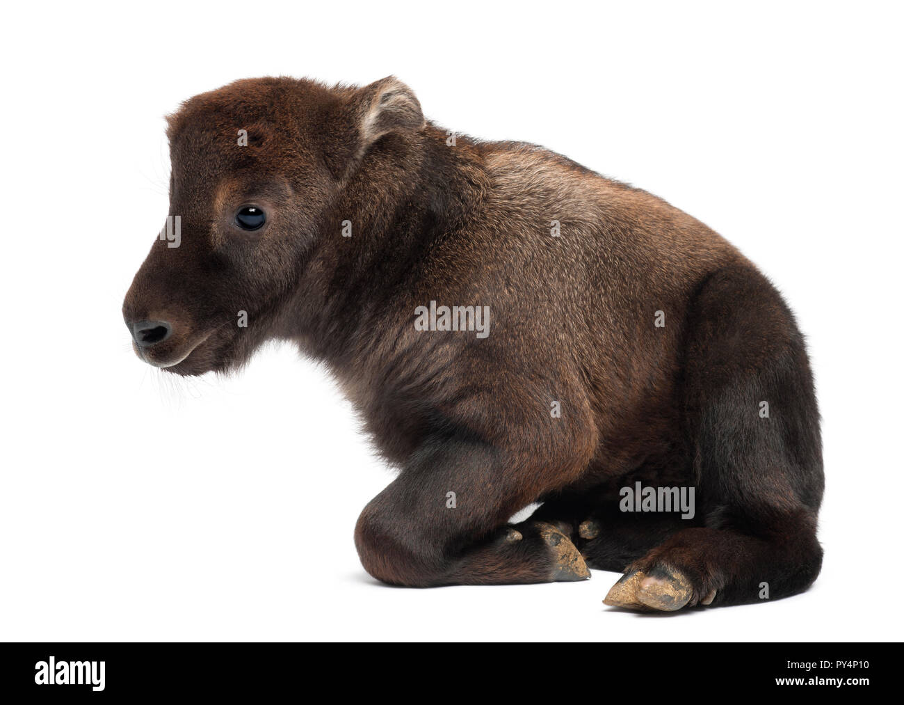 Gnu goat Cut Out Stock Images & Pictures - Alamy
