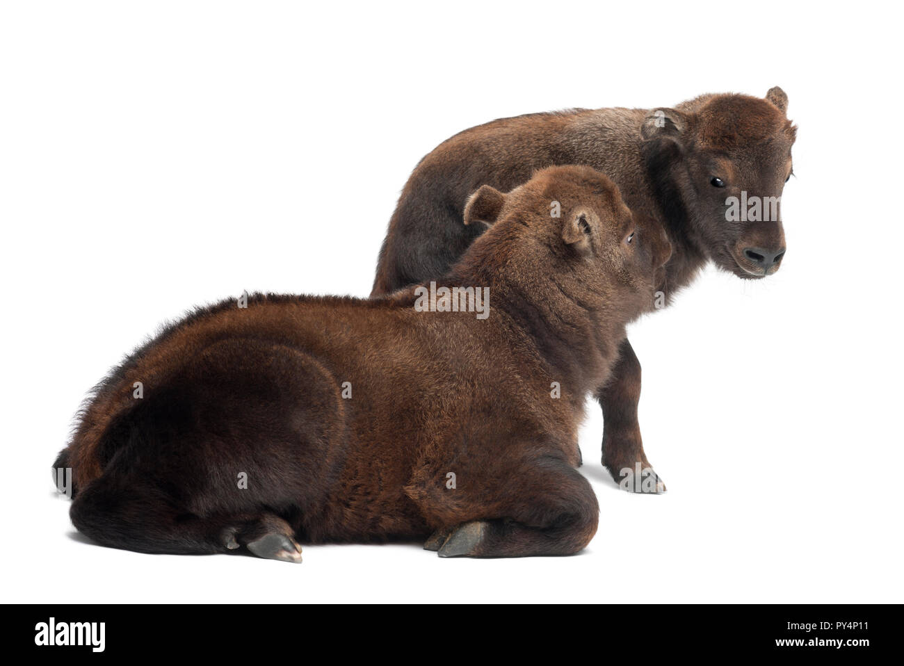 Mishmi Takins, Budorcas taxicolor taxicol, also called Cattle Chamois ...