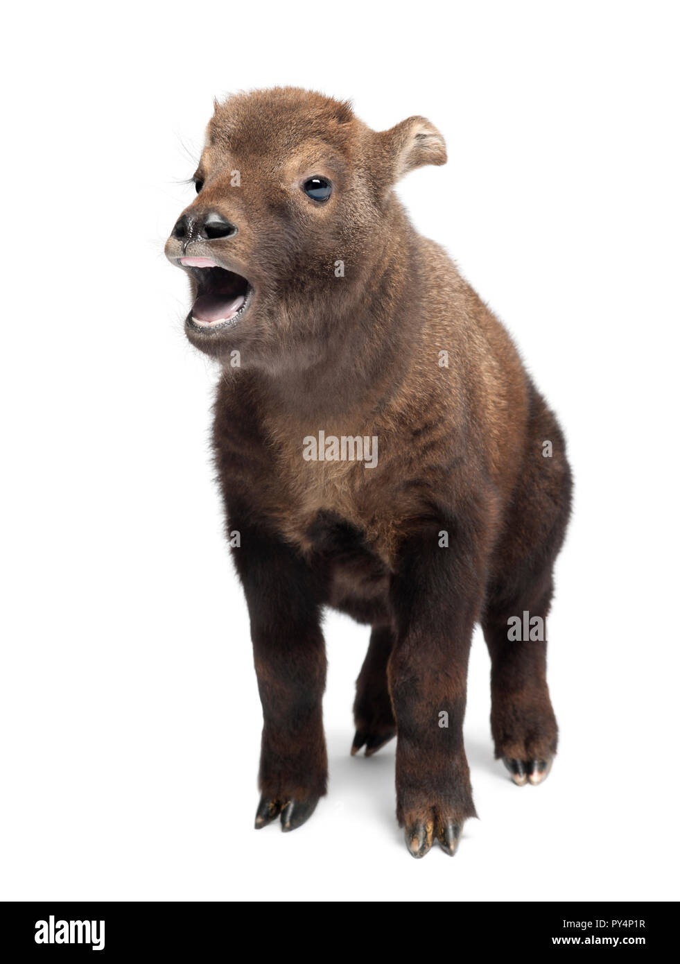 Mishmi Takin, Budorcas taxicolor taxicol, also called Cattle Chamois or ...