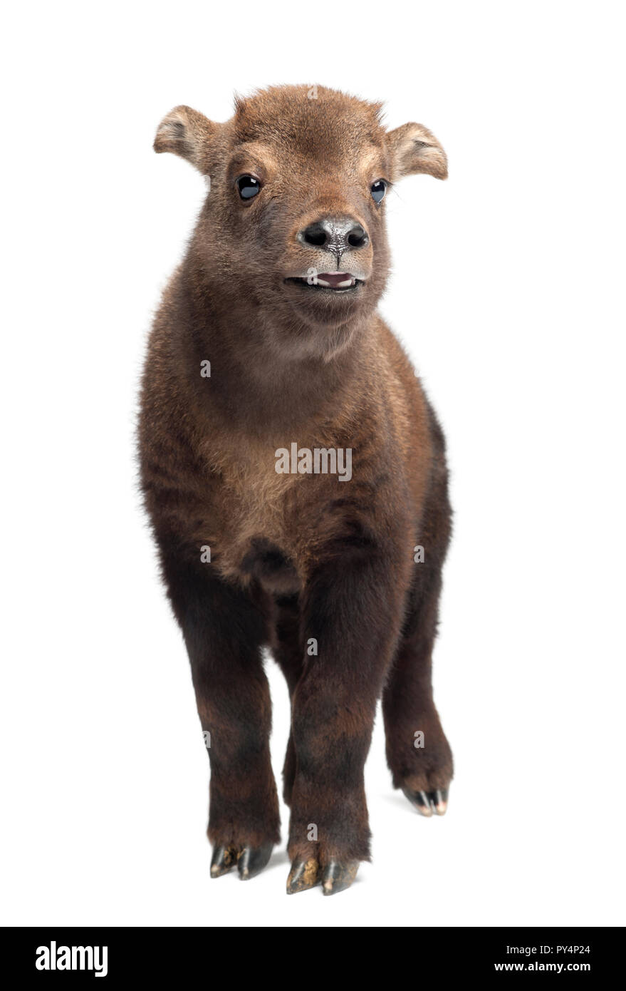 Mishmi Takin, Budorcas taxicolor taxicol, also called Cattle Chamois or ...