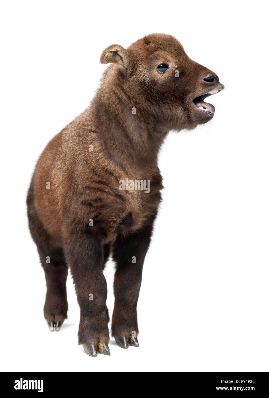 Mishmi Takin, Budorcas taxicolor taxicol, also called Cattle Chamois or ...