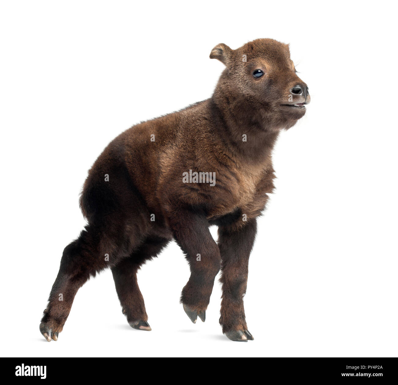 One gnu Cut Out Stock Images & Pictures - Alamy