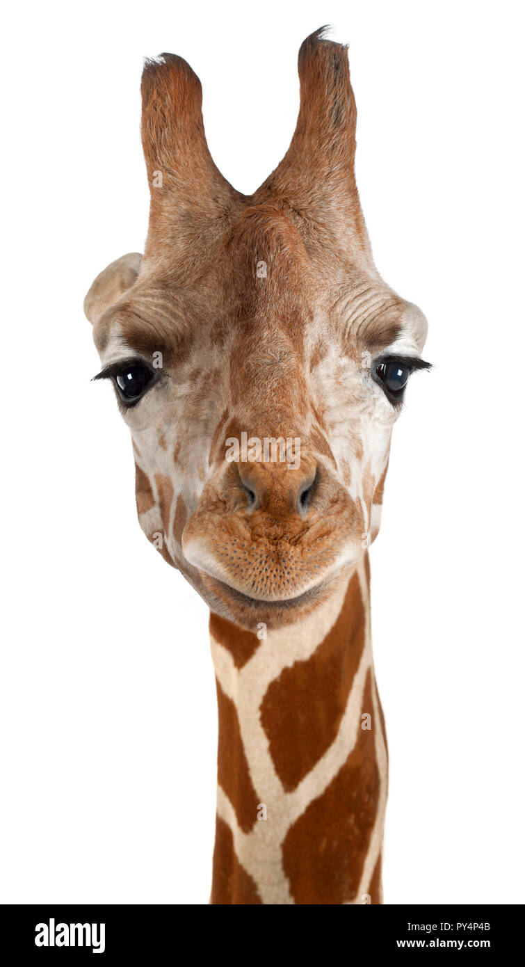 Giraffe facing hi-res stock photography and images - Alamy