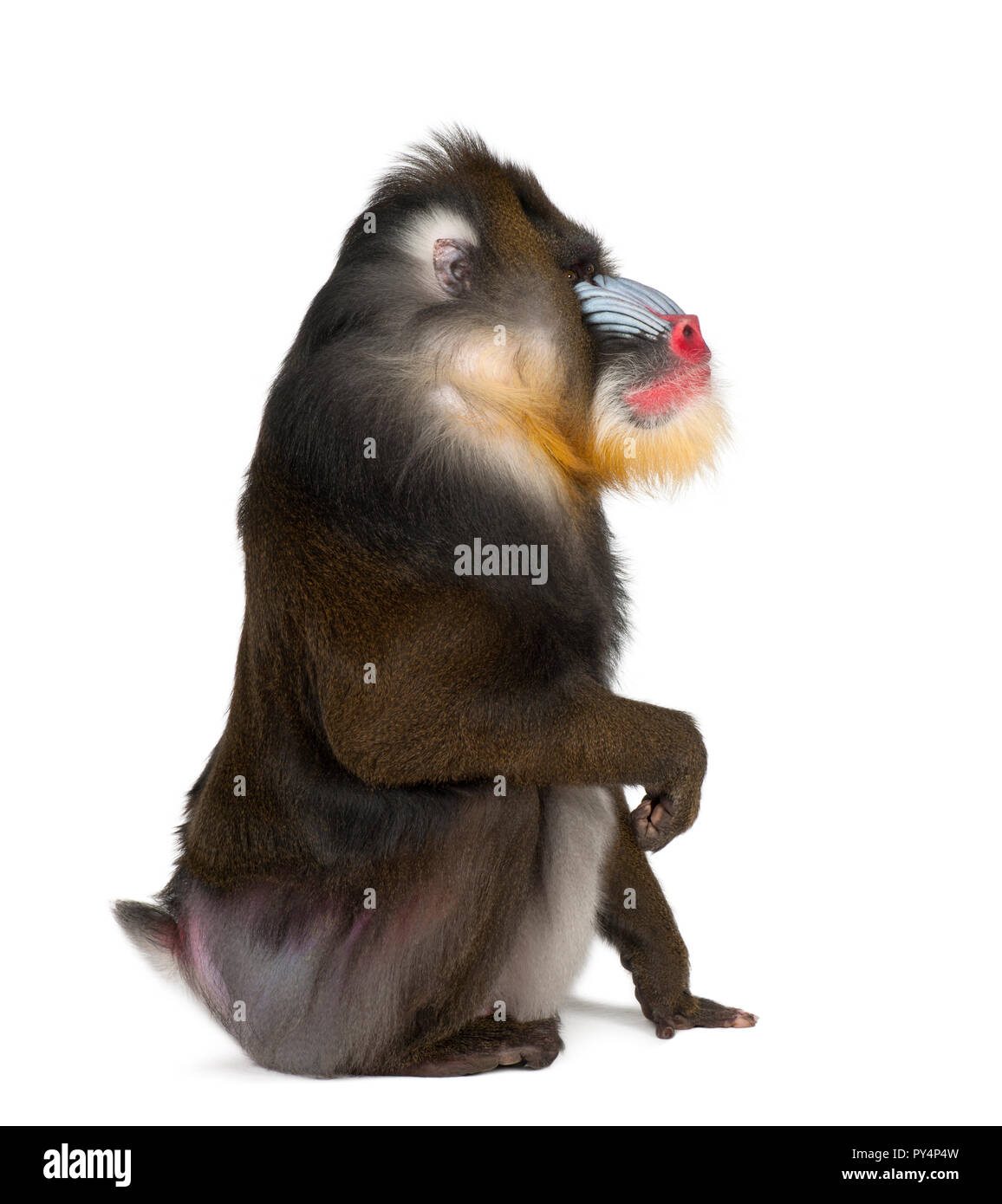 Mandrill sitting, Mandrillus sphinx, 22 years old, primate of the Old ...