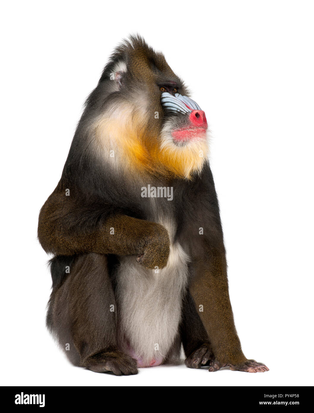 Mandrill sitting, Mandrillus sphinx, 22 years old, primate of the Old ...