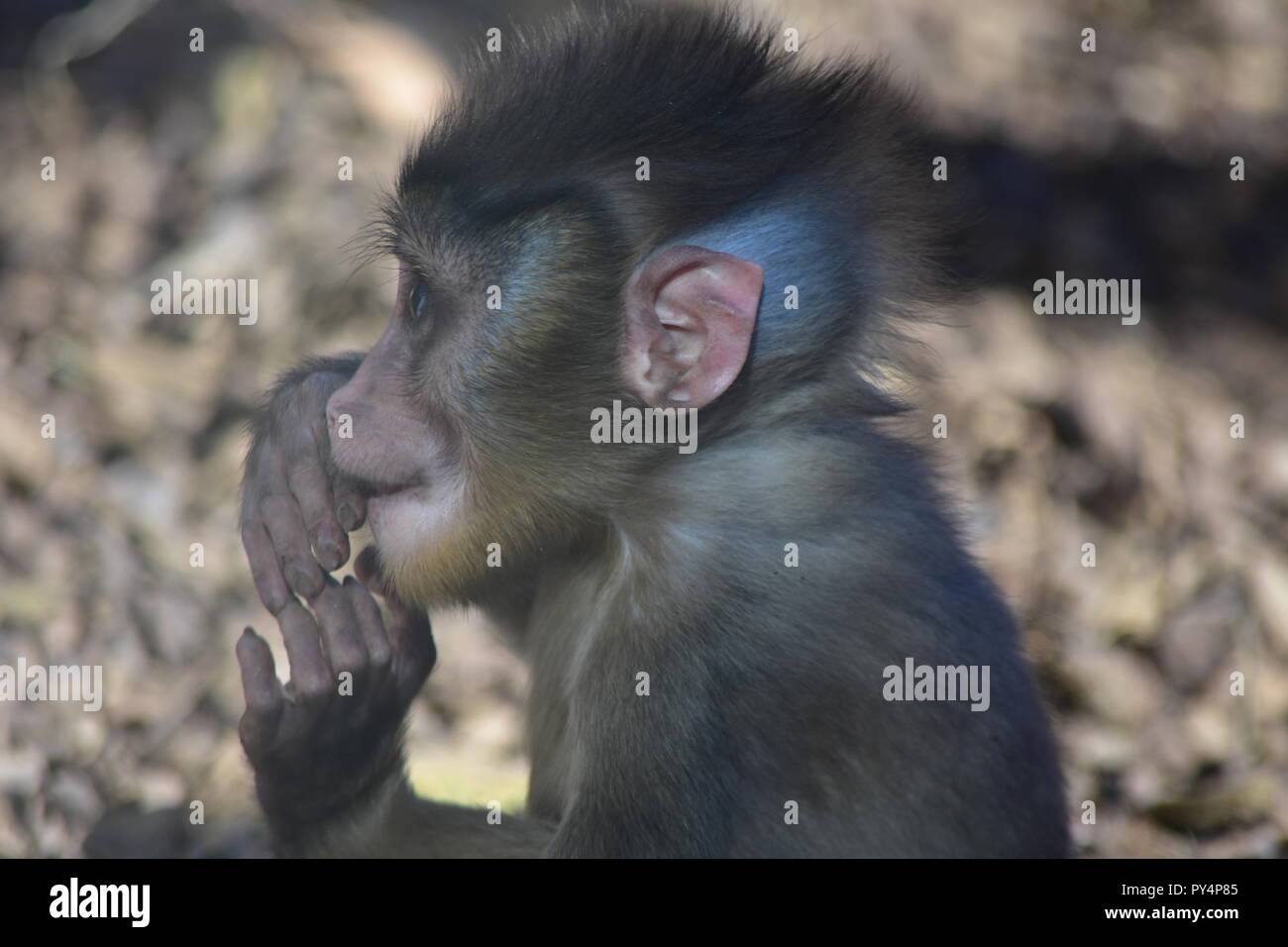 Baby Monkey paying attention Stock Photo - Alamy
