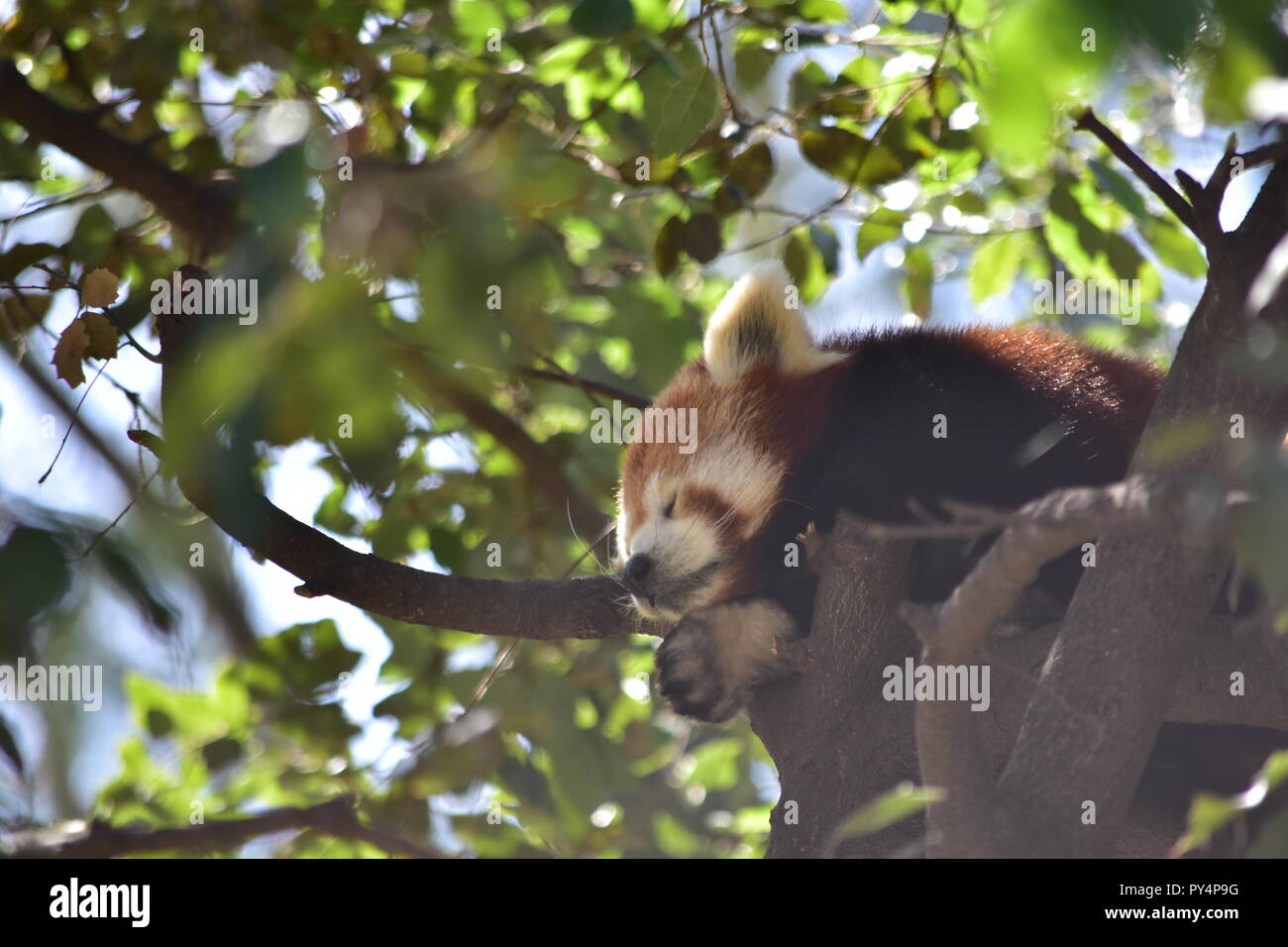 Tired panda hi-res stock photography and images - Alamy