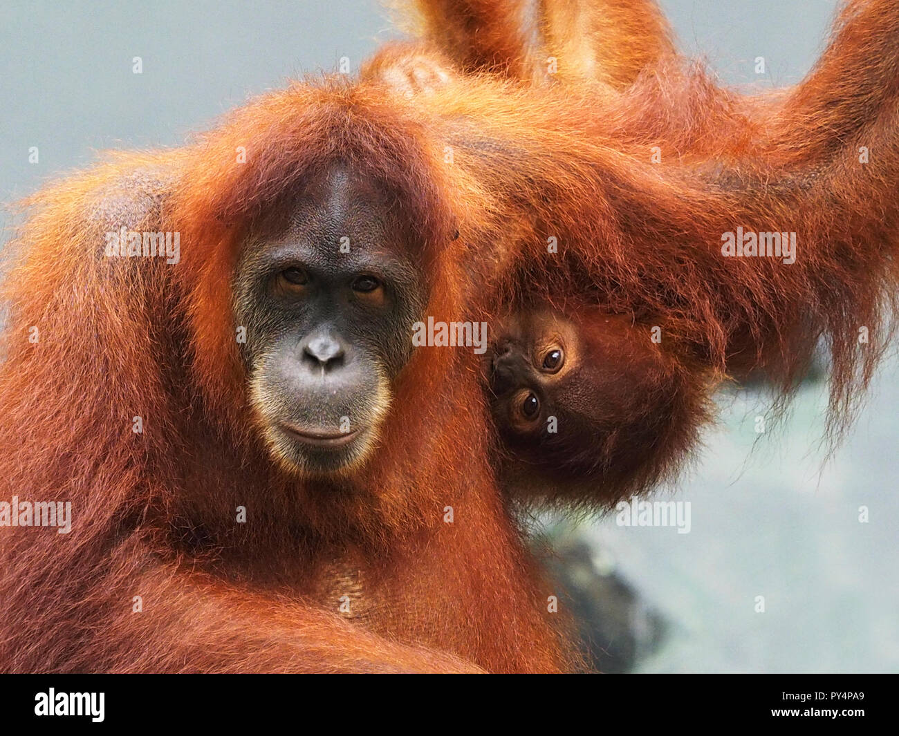 Baby wallpapers hi-res stock photography and images - Alamy