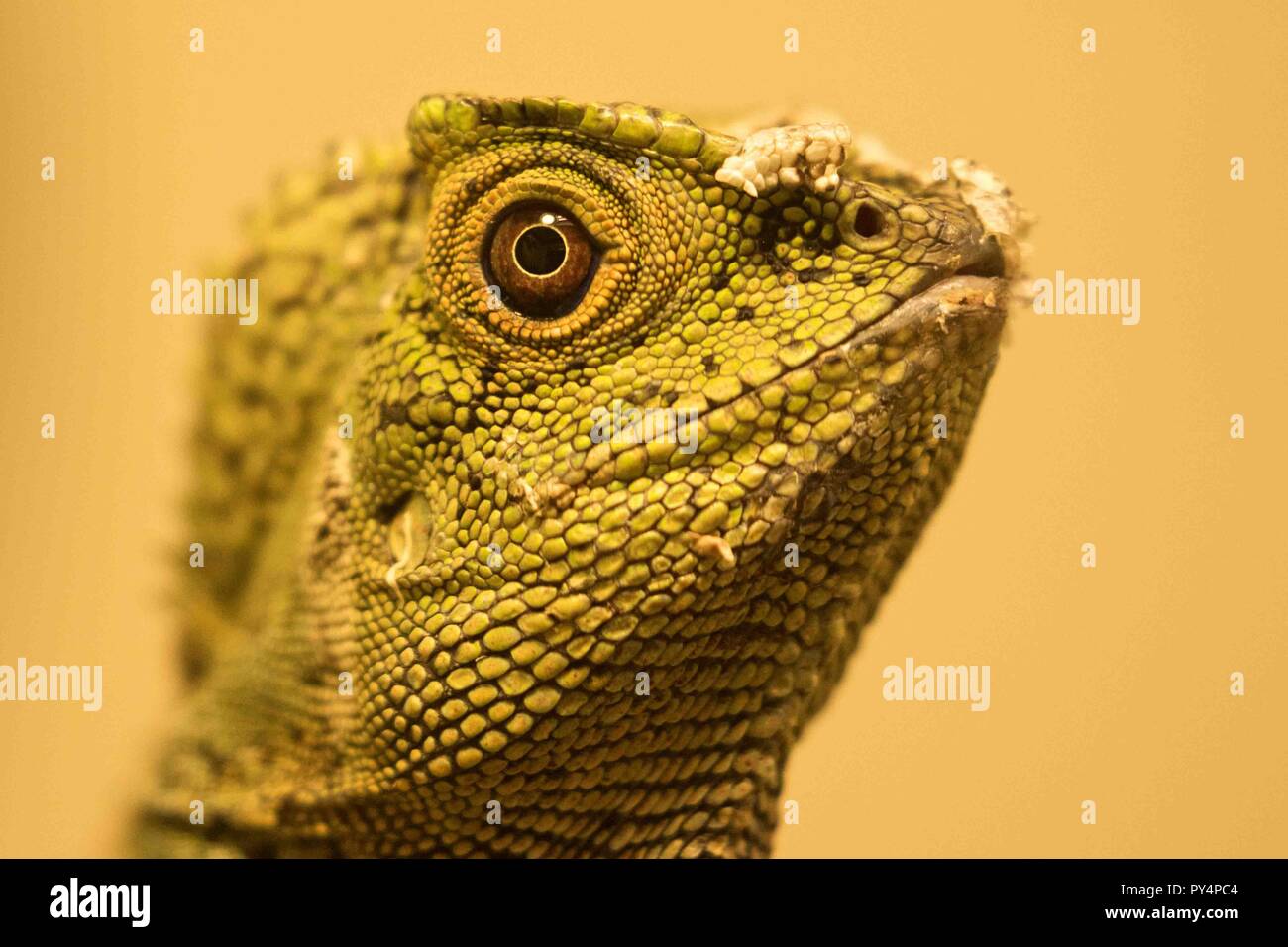Chameleon forest dragon hi-res stock photography and images - Alamy