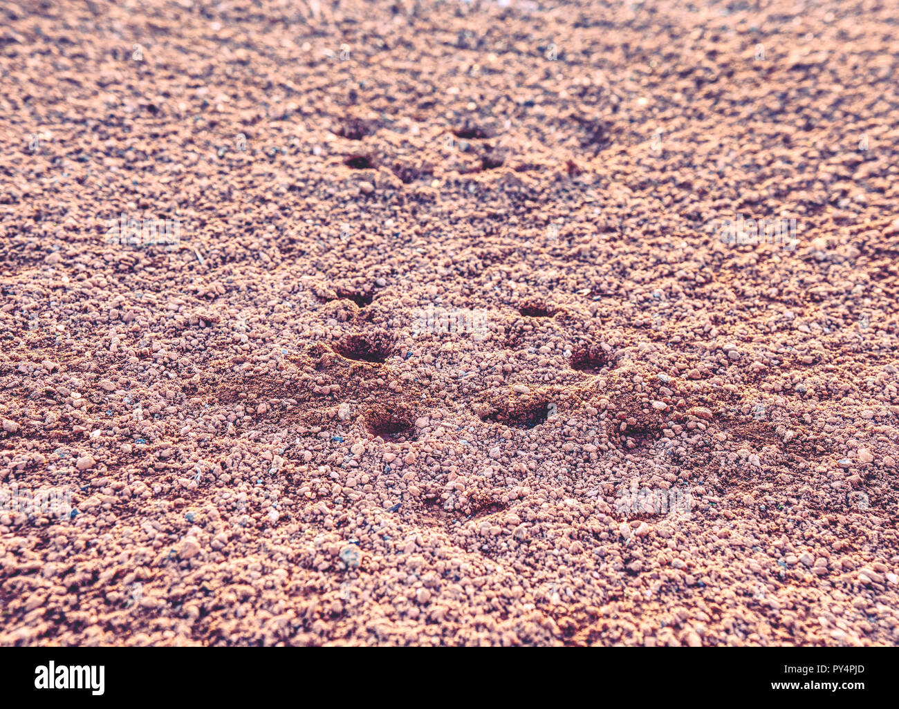 Footprint of traditional soccer cleats shoe cleats in dry red clay of ...