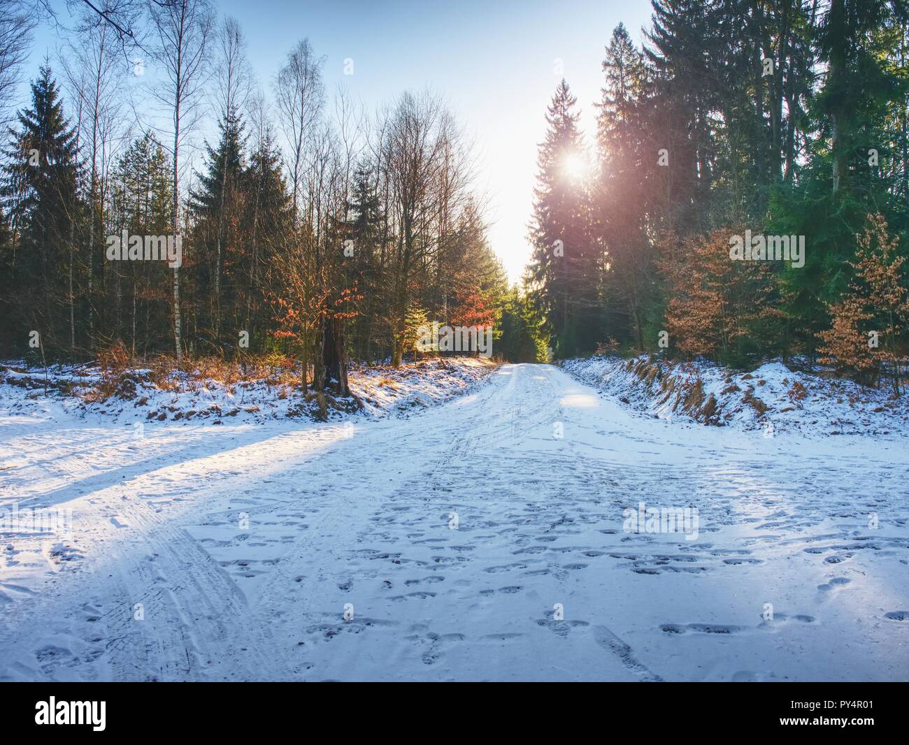 Snowy path leading among the beech trees in early winter forest. Fresh ...
