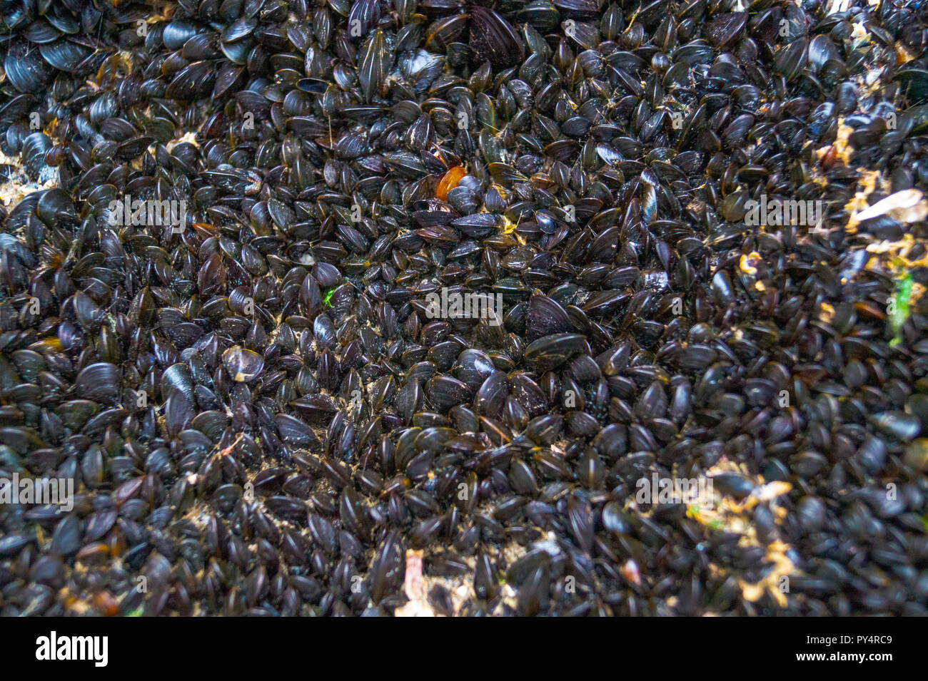 Sea Shells, Mussels, molusk and limpits close up on sea shore rocks for ...
