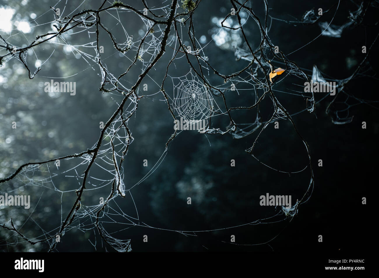 Spiders in trees hi-res stock photography and images - Alamy