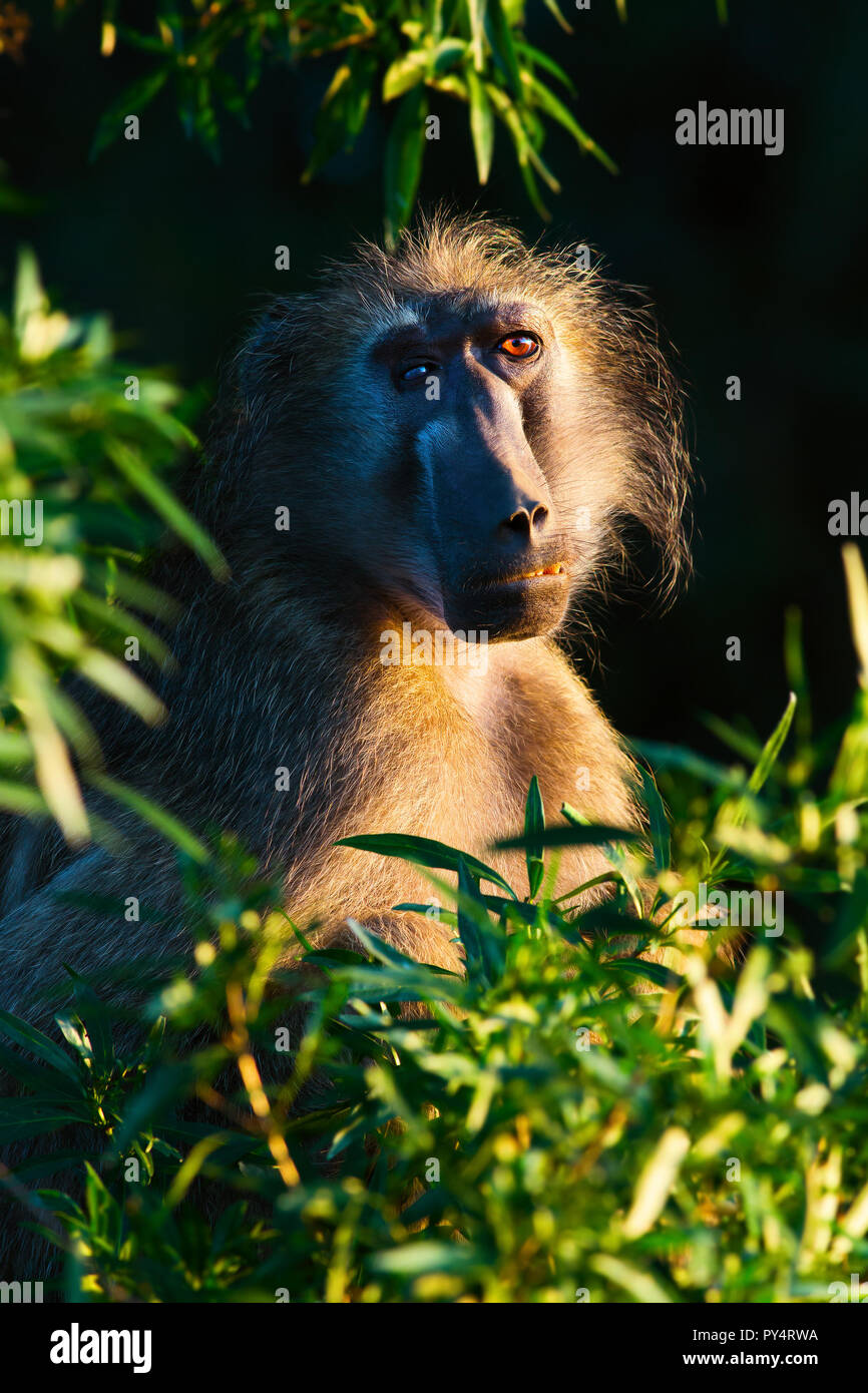 Chacma baboon staring into the camera with a rather interesting ...