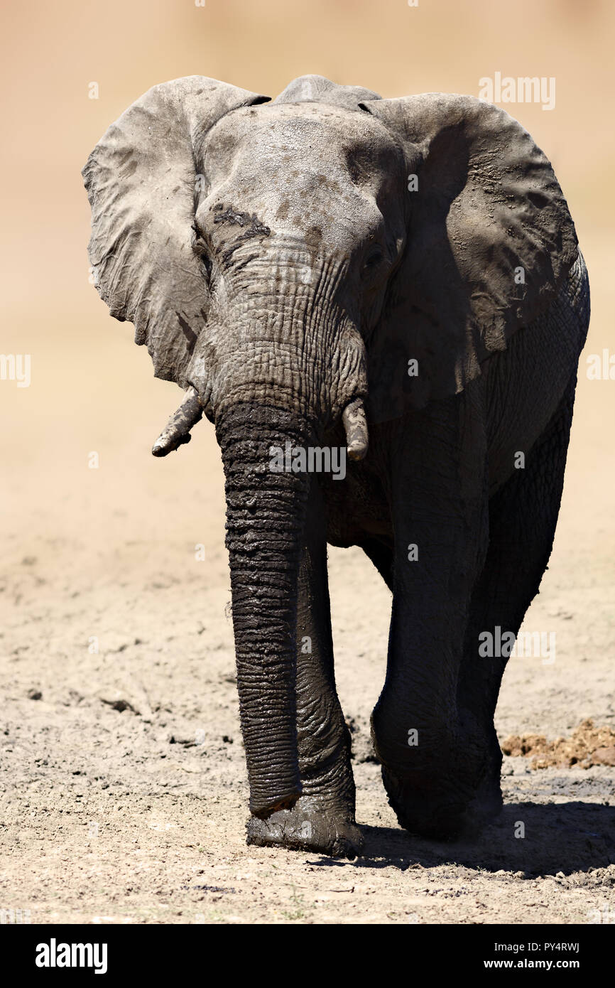 Old elephant bull closeup hi-res stock photography and images - Alamy