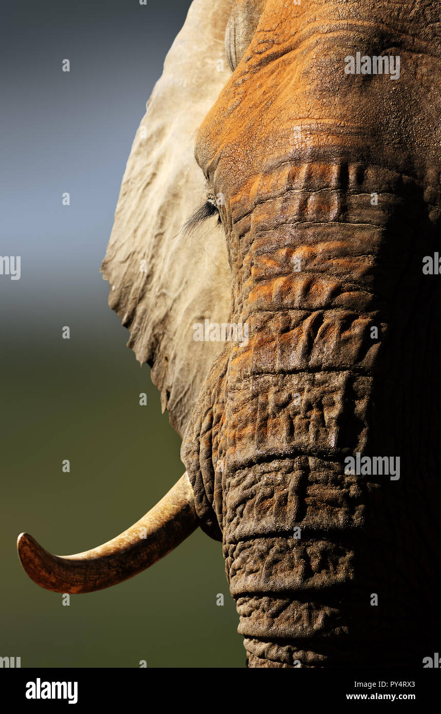 Old elephant bull closeup hi-res stock photography and images - Alamy