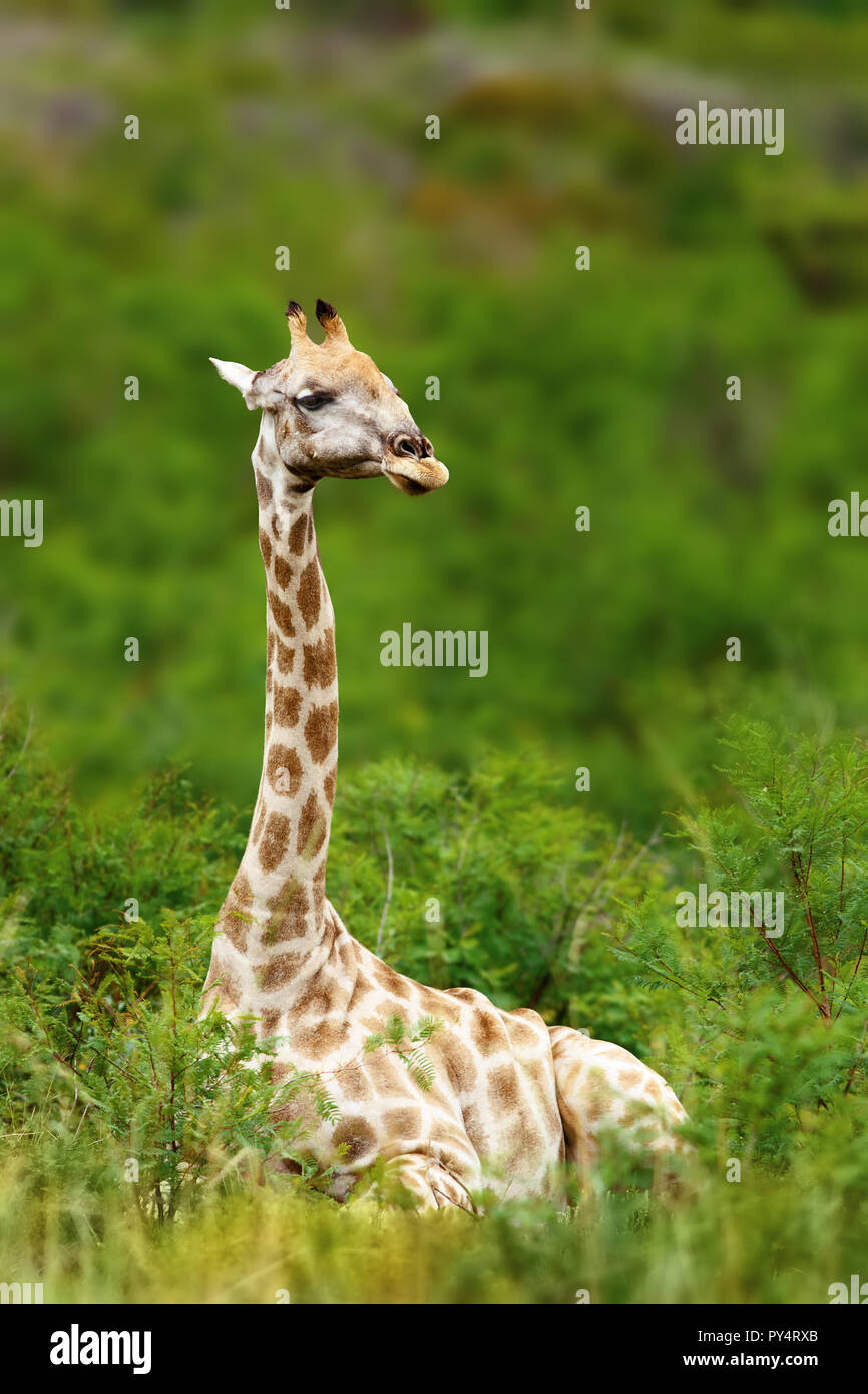Female giraffe lying down during a cool rainy summers day, Pilansberg ...