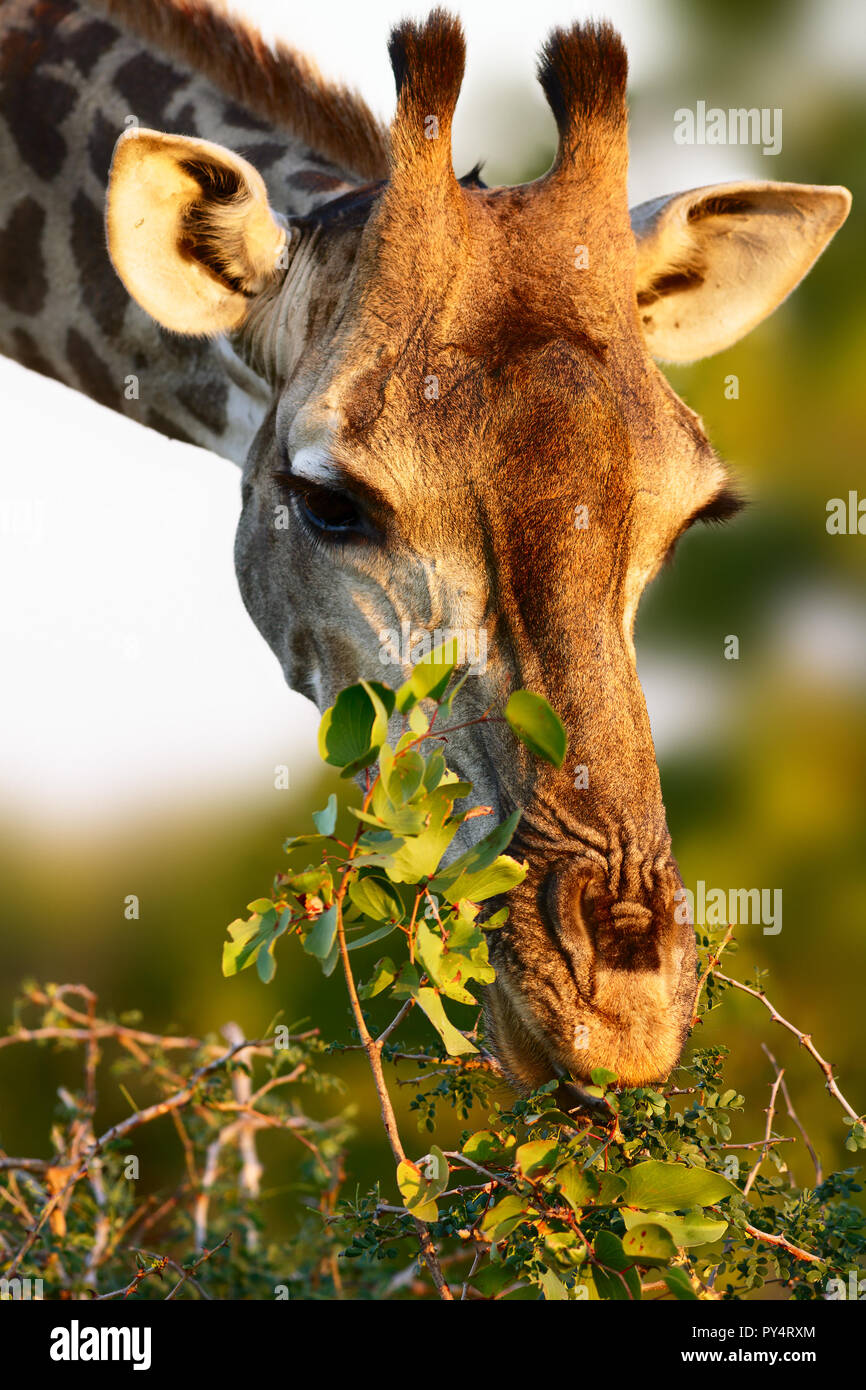 Giraffe closeup feeding on mopane veld in Kruger National Park. Giraffa ...