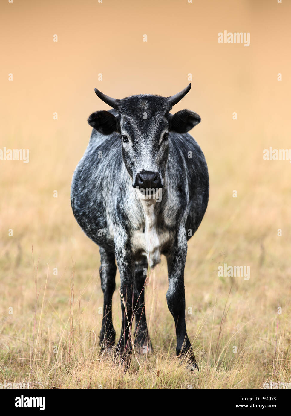 Grey white cow in a field, facing and staring at the viewer, full body ...