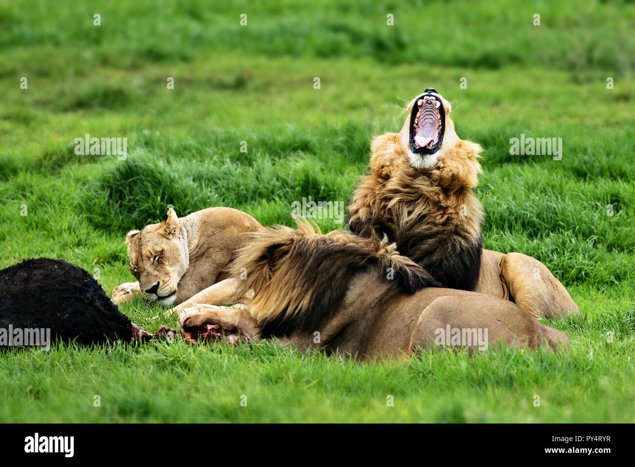 Person and animal yawning hi-res stock photography and images - Alamy