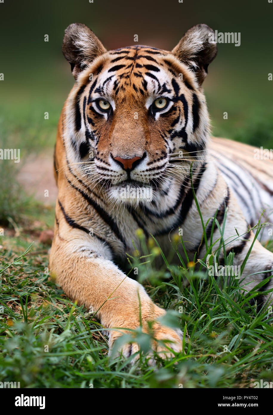 Low angel Bengal tiger close up with the animal staring at the camera ...