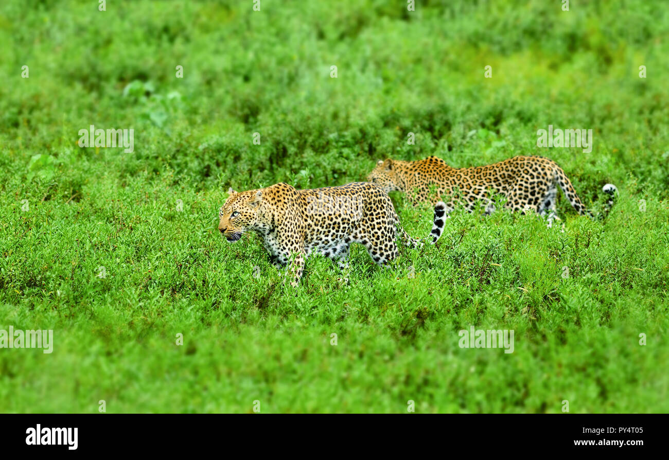Habitat male female leopard hi-res stock photography and images - Alamy