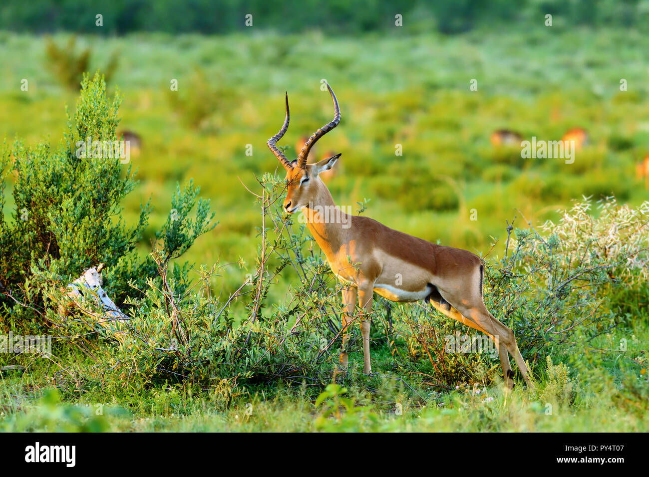 Scent marks their territory hi-res stock photography and images - Alamy