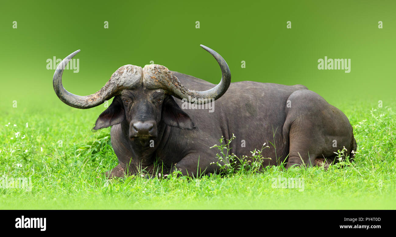 Massively horned cape buffalo bull, relaxing in a lush Kruger Park ...