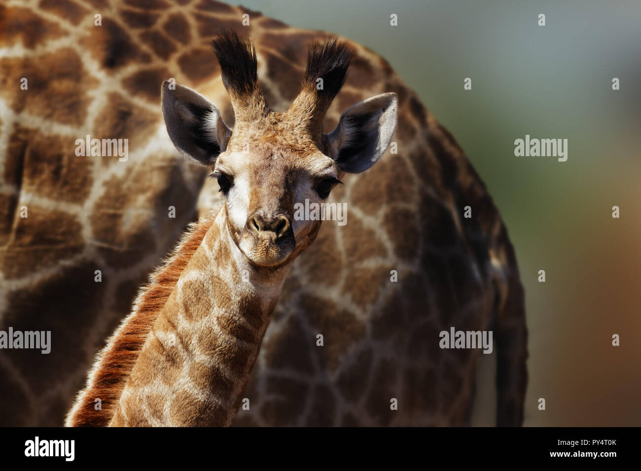 Very young giraffe staring fixed at the camera in the comfort and ...