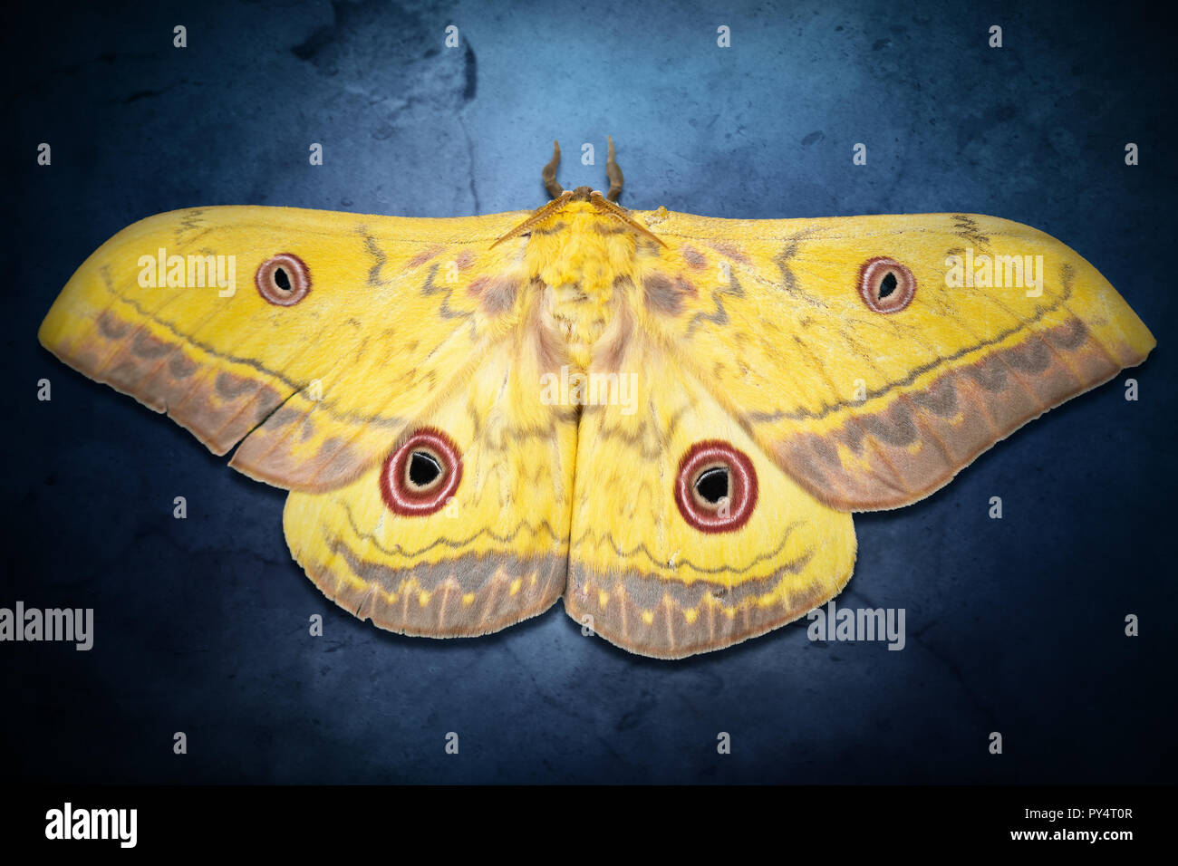 Moth display hi-res stock photography and images - Alamy
