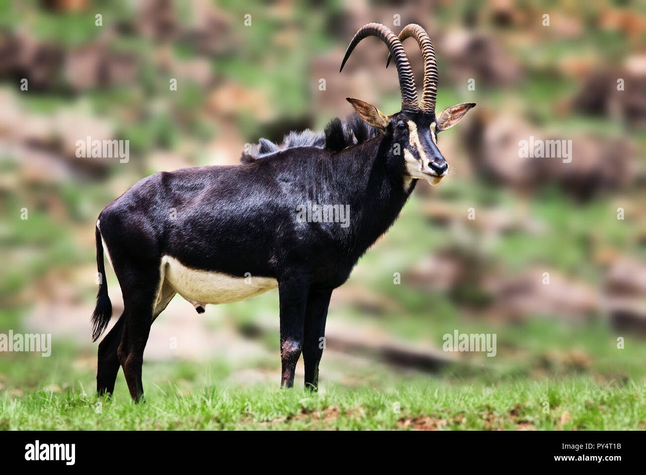 Sable Bull High Resolution Stock Photography and Images - Alamy