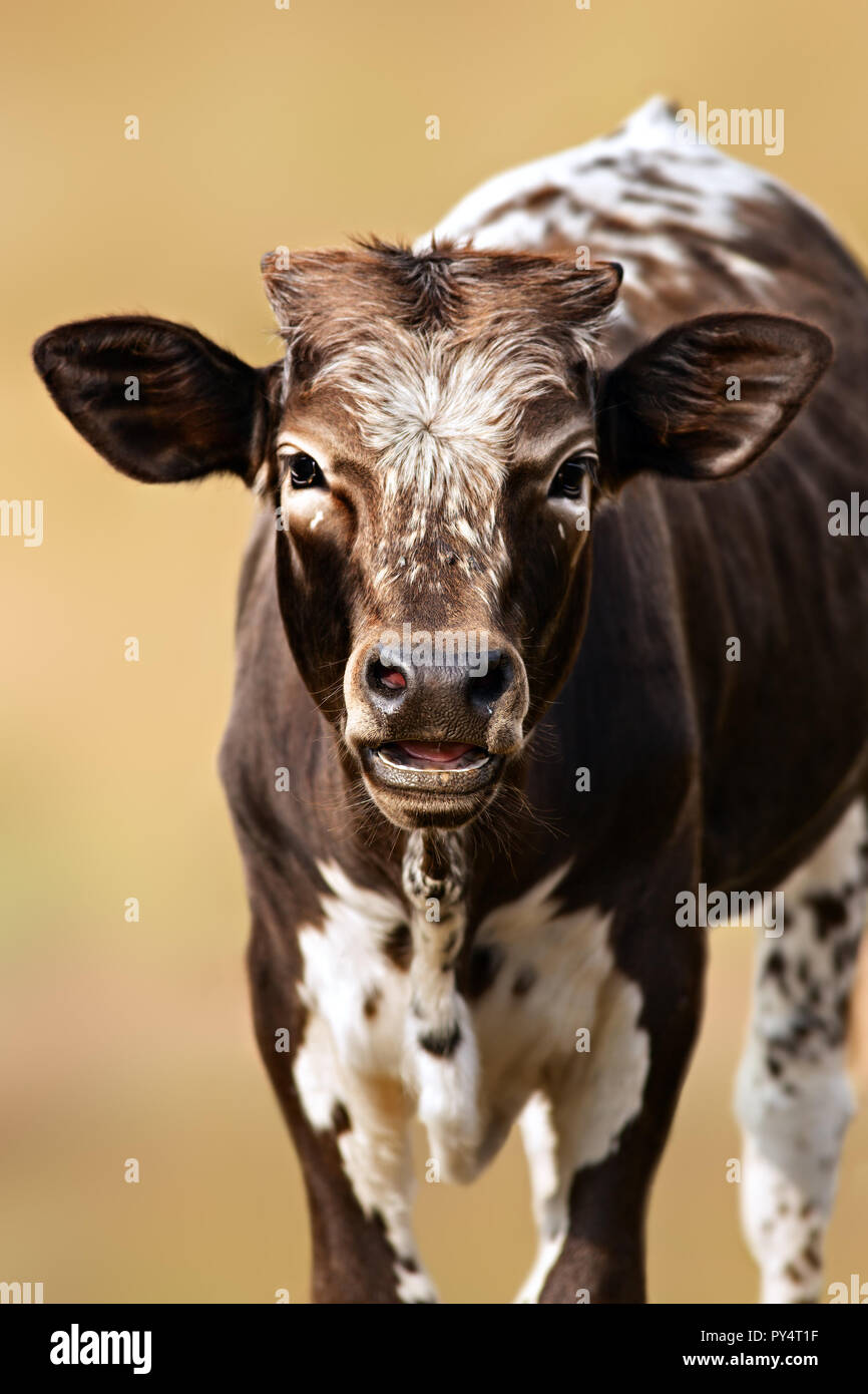 Shouting cow. This cow was highly vocal due to females being in heat ...
