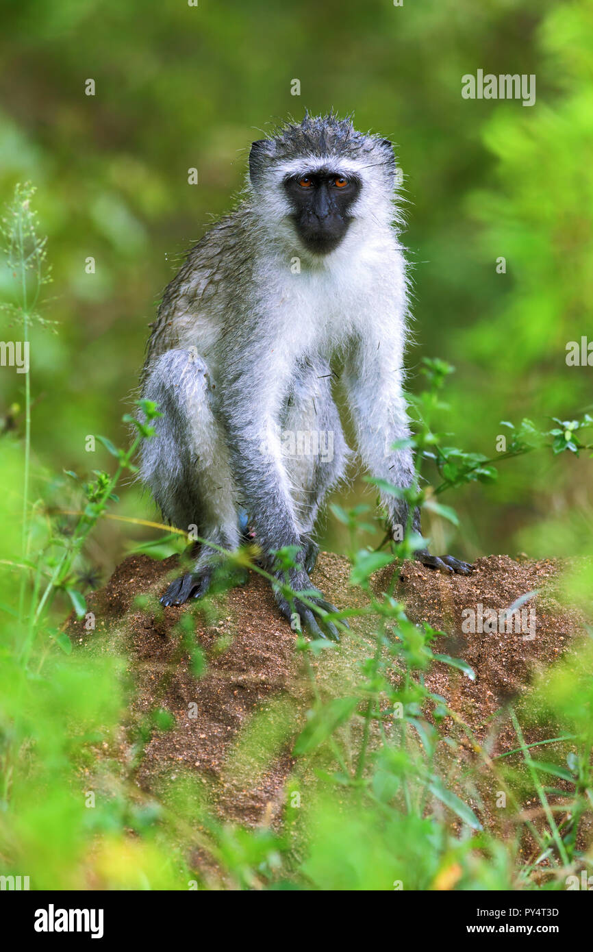 Vervet monkey rain hi-res stock photography and images - Alamy