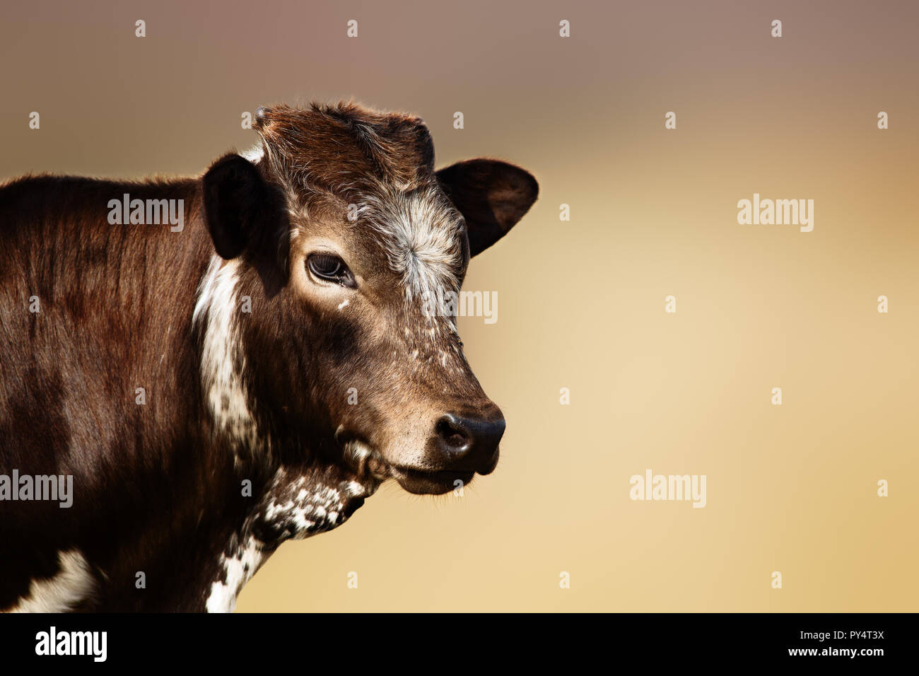 Brown cow portrait hi-res stock photography and images - Alamy