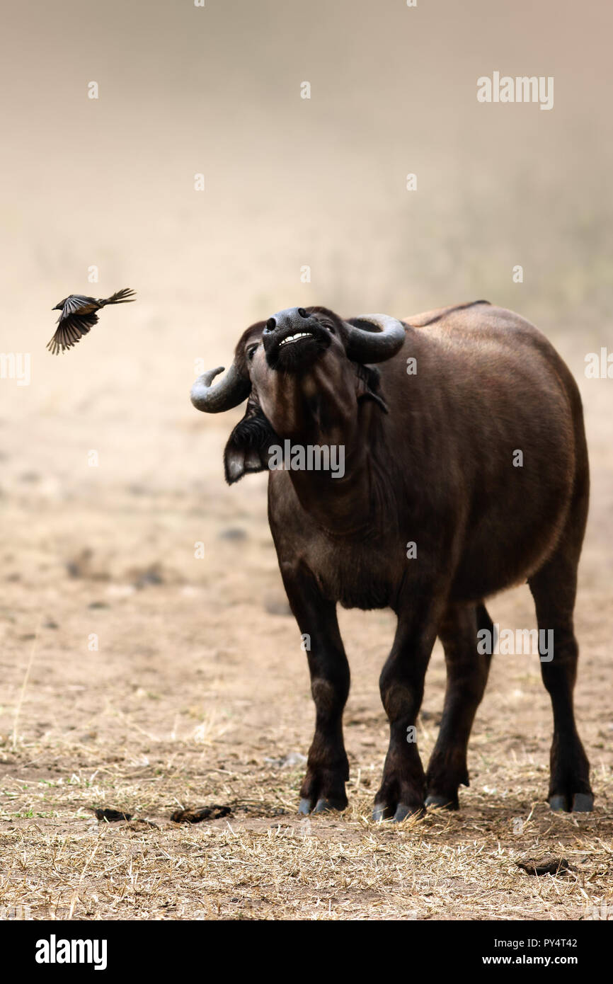 Buffalo teeth hi-res stock photography and images - Alamy