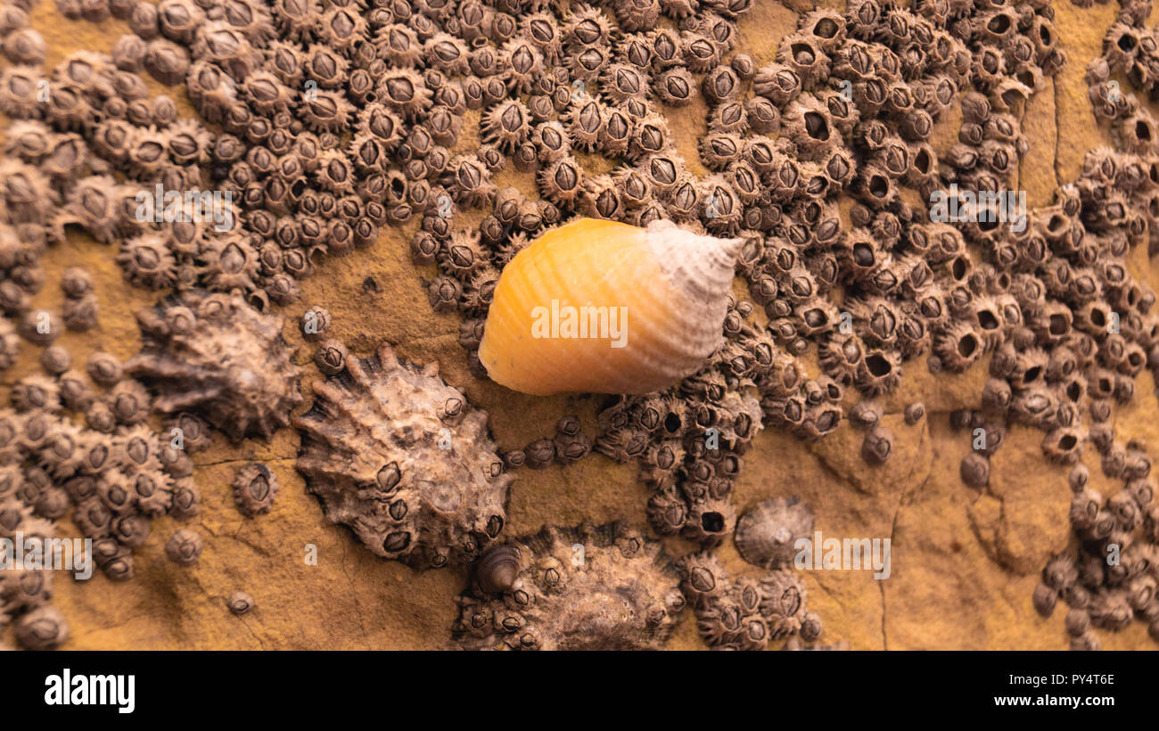 Sea Shells, Mussels, molusk and limpits close up on sea shore rocks for ...