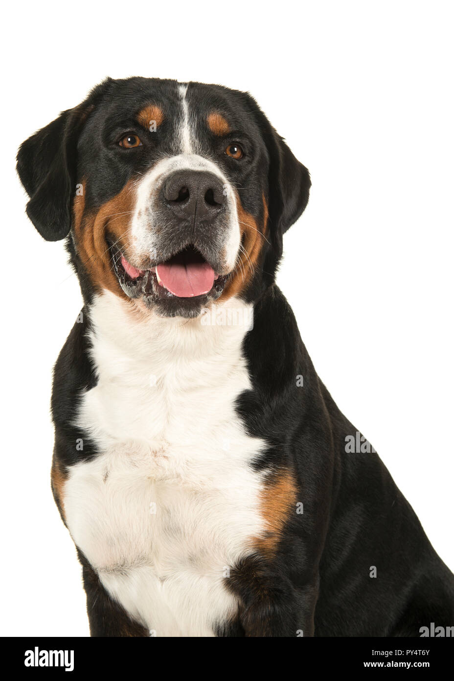 Portrait of a great swiss mountain dog on a white background Stock ...