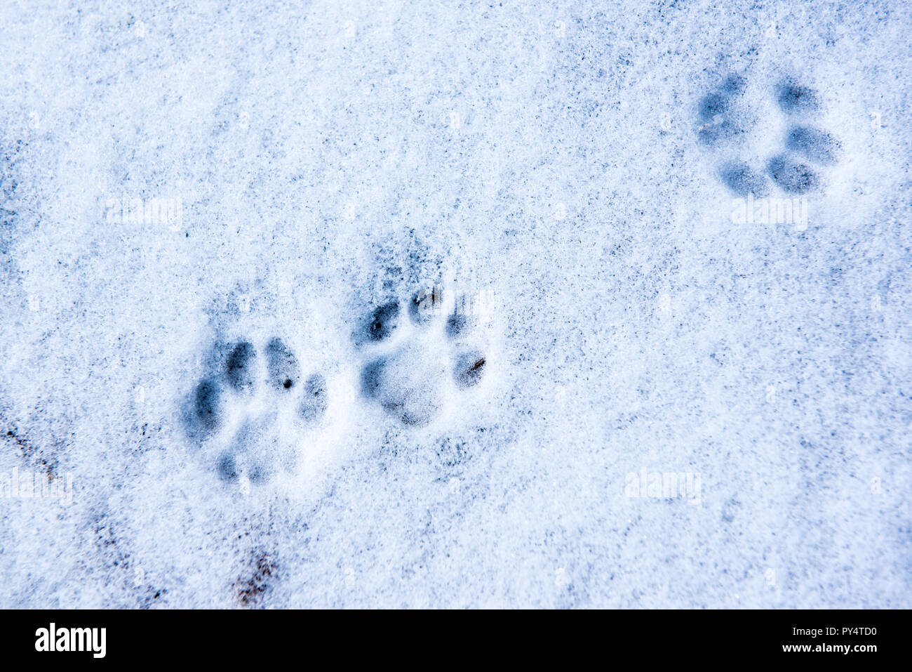 Traces of cat's feet in the snow Stock Photo - Alamy