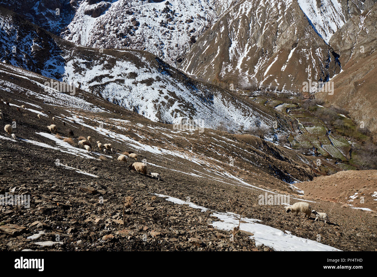 Sheep and goats herd at TIZI N'TICHKA, MOROCCO Stock Photo - Alamy