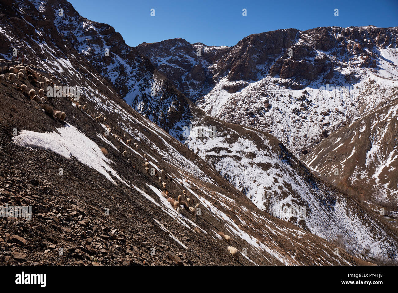 Sheep and goats herd at TIZI N'TICHKA, MOROCCO Stock Photo - Alamy