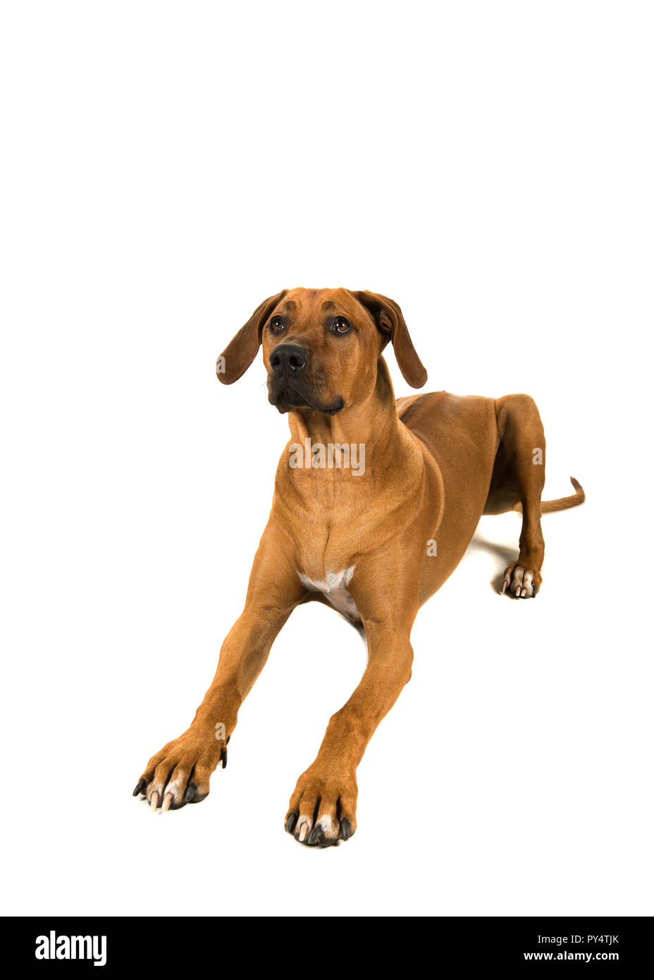 Rhodesian ridgeback lying down looking up isolated on a white backgrond ...