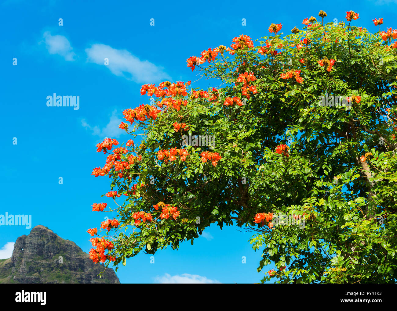 Hawaiian rock garden hi-res stock photography and images - Alamy