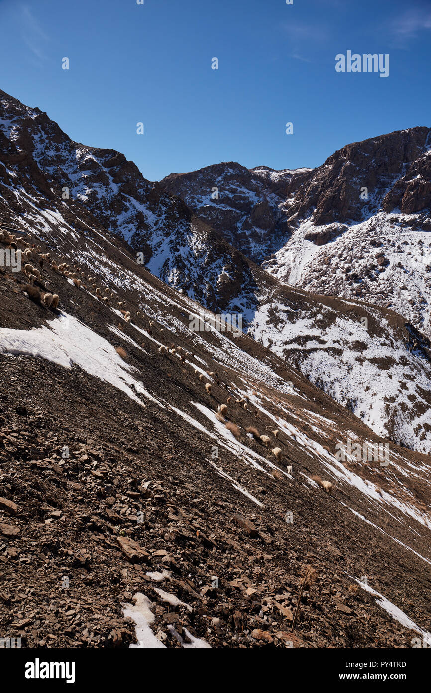 Sheep and goats herd at TIZI N'TICHKA, MOROCCO Stock Photo - Alamy