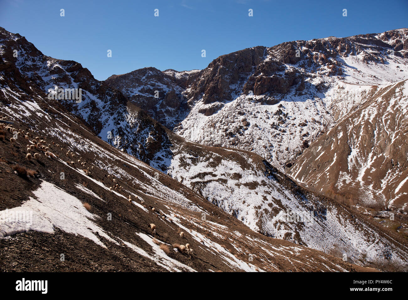 Sheep and goats herd at TIZI N'TICHKA, MOROCCO Stock Photo - Alamy