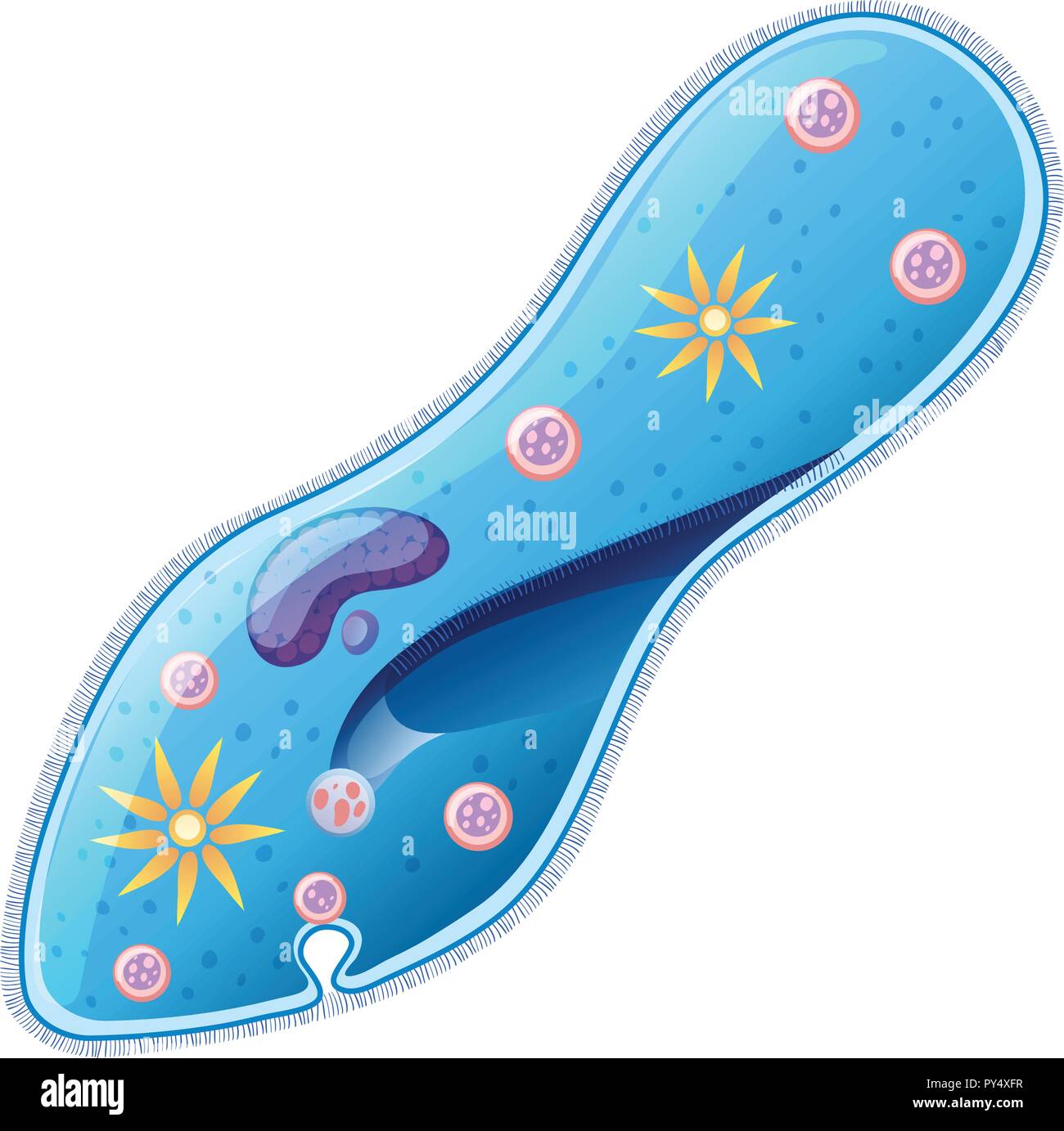Paramecium Cartoon