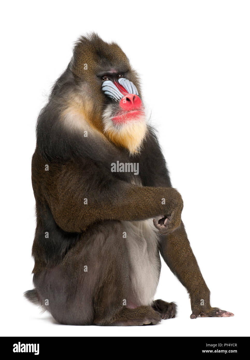 Portrait of Mandrill, Mandrillus sphinx, primate of the Old World ...