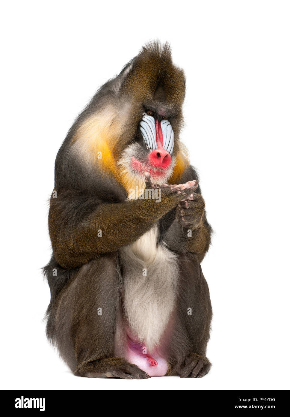 Mandrill sitting, Mandrillus sphinx, 22 years old, primate of the Old ...