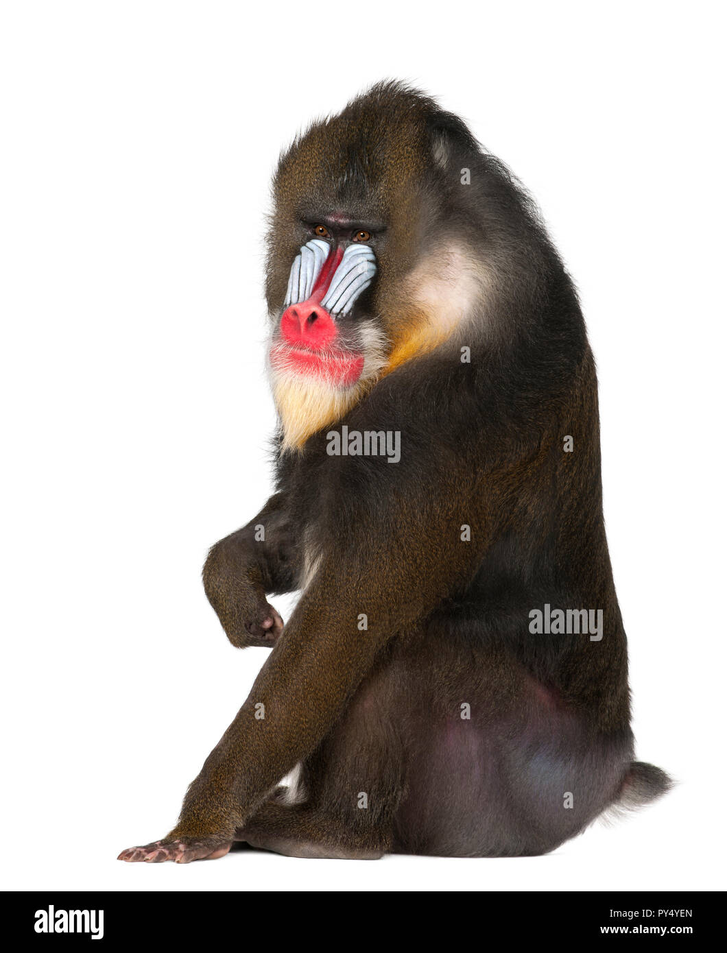 Mandrill sitting, Mandrillus sphinx, 22 years old, primate of the Old ...